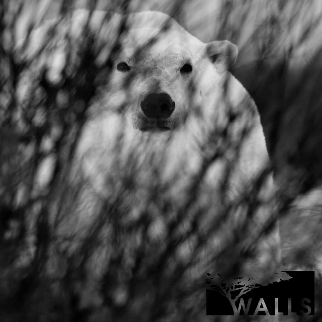 Nanuq: Wildlife Portfolio - Walls Fine Art Gallery